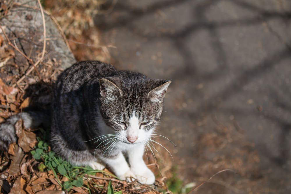 The 8 Cat Islands of Japan – NICHIGO PRESS