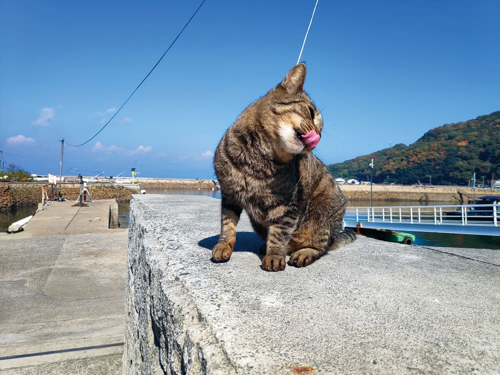 The 8 Cat Islands of Japan – NICHIGO PRESS