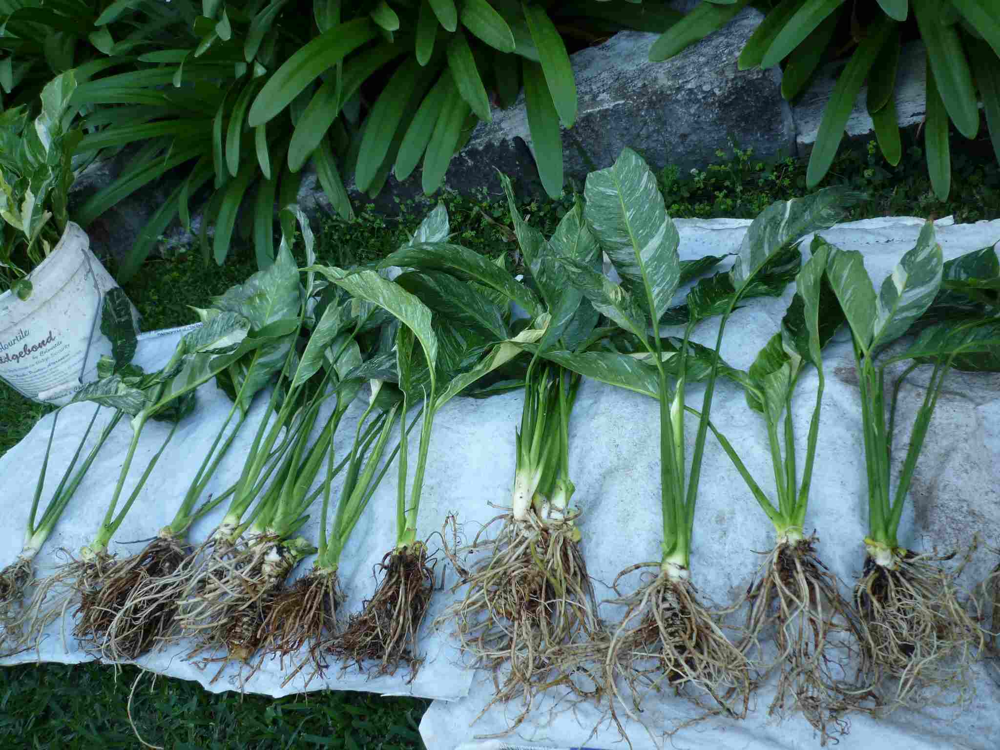 ピースリリー "DOMINO" $2（1本） | 掲示板 – 売り買い(market) | 日豪プレス - オーストラリアの生活情報サイト ...