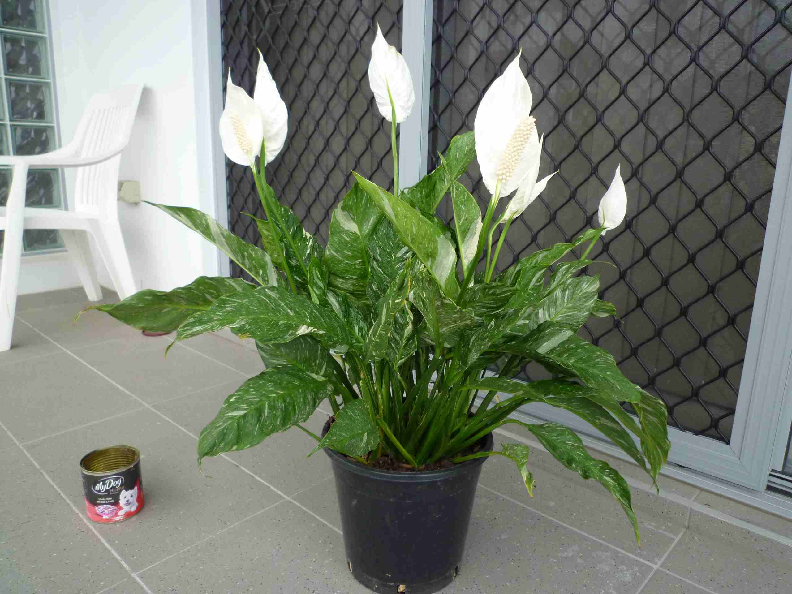 ピースリリー "DOMINO" $2（1本） | 掲示板 – 売り買い(market) | 日豪プレス - オーストラリアの生活情報サイト ...