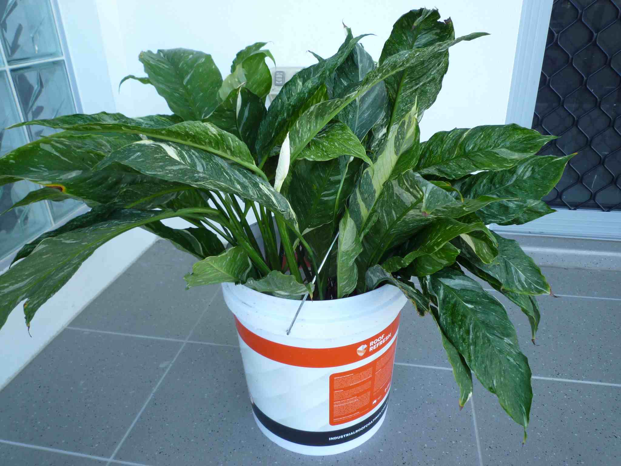 ピースリリー "DOMINO" $2（1本） | 掲示板 – 売り買い(market) | 日豪プレス - オーストラリアの生活情報サイト ...